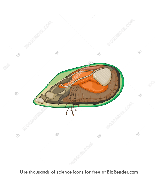 Free Greenshell mussel (Perna canaliculus) Icons, Symbols & Images ...
