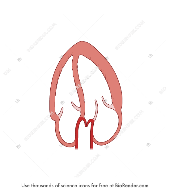 Free Heart (echocardiogram, 5 chamber view) Icons, Symbols & Images ...