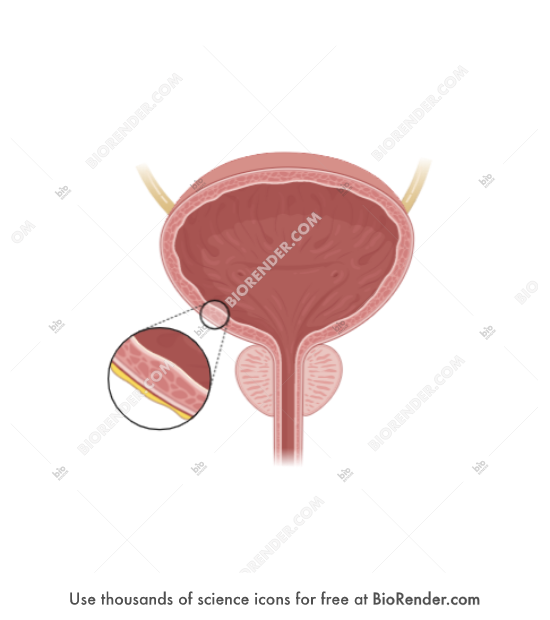 Free Bladder wall layers Icons, Symbols & Images | BioRender