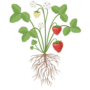Free Strawberry plant (with roots) Icons, Symbols & Images | BioRender