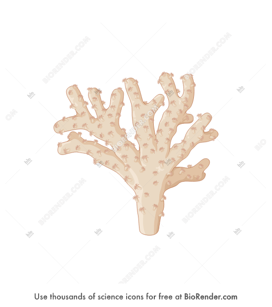 Free Stony coral (Montipora capitata) Icons, Symbols & Images | BioRender