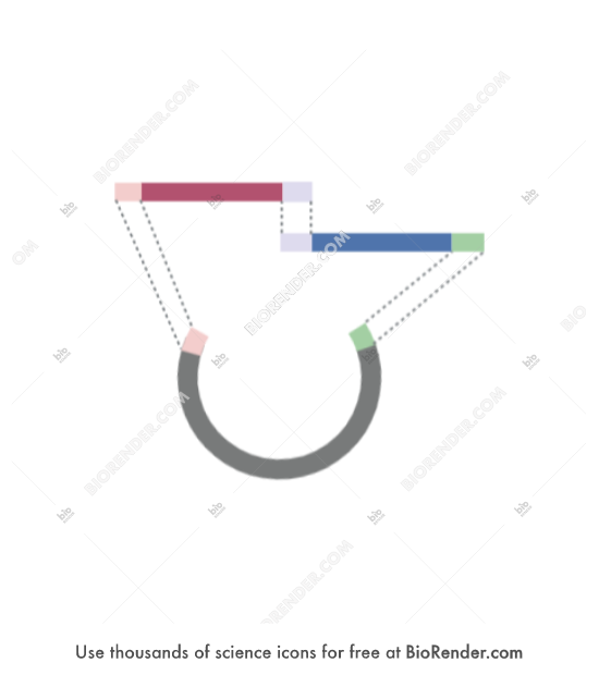 Free Gibson assembly Icons, Symbols & Images | BioRender