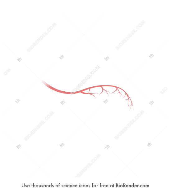 Free Alveoli vessel Icons, Symbols & Images | BioRender