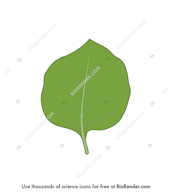 Free Nicotiana benthamiana leaf Icons, Symbols & Images | BioRender