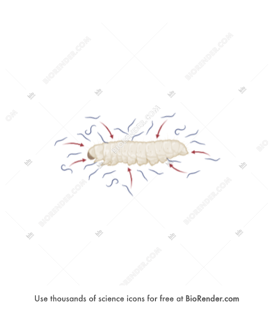 Free Entomogenous nematode life cycle (1. Infection) Icons, Symbols ...