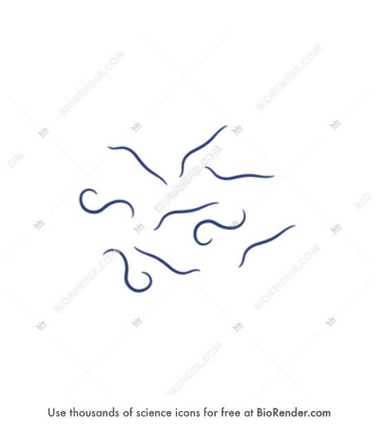 Free Entomogenous nematode life cycle (6. Release of infective ...