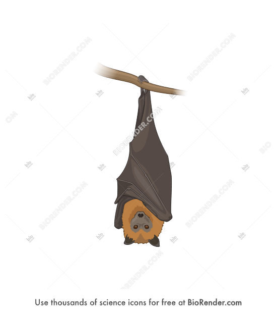 Free Fruit bat (Pteropus, roosting) Icons, Symbols & Images | BioRender