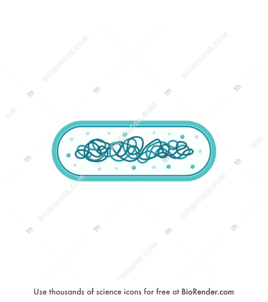 Free Bacillus, gram-positive (cross-section) Icons, Symbols & Images ...