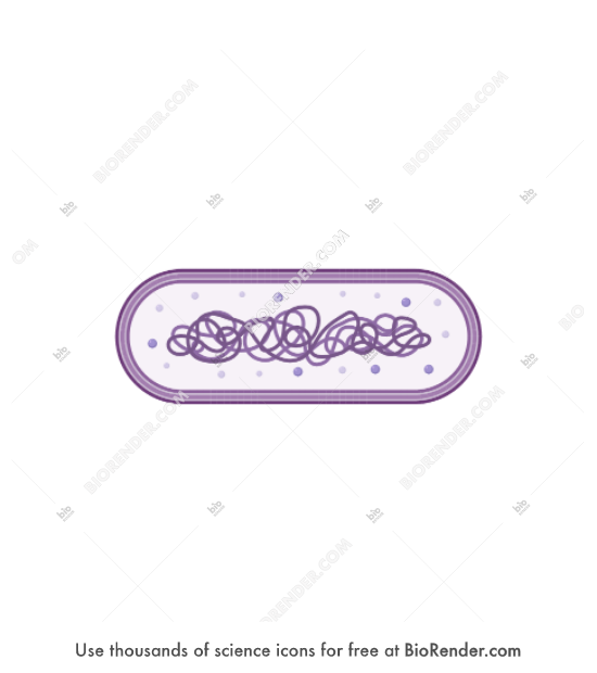 Free Bacillus, gram-negative (cross-section) Icons, Symbols & Images ...