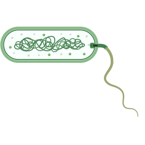 Free Bacillus, gram-positive (cross-section with flagella) Icons ...