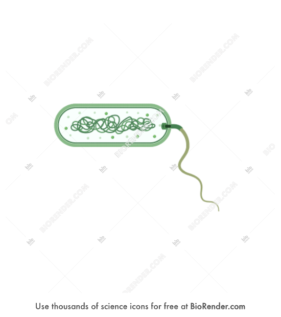 Free Bacillus, gram-positive (cross-section with flagella) Icons ...
