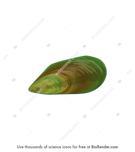 Free Greenshell mussel (Perna canaliculus, shell) Icons, Symbols ...
