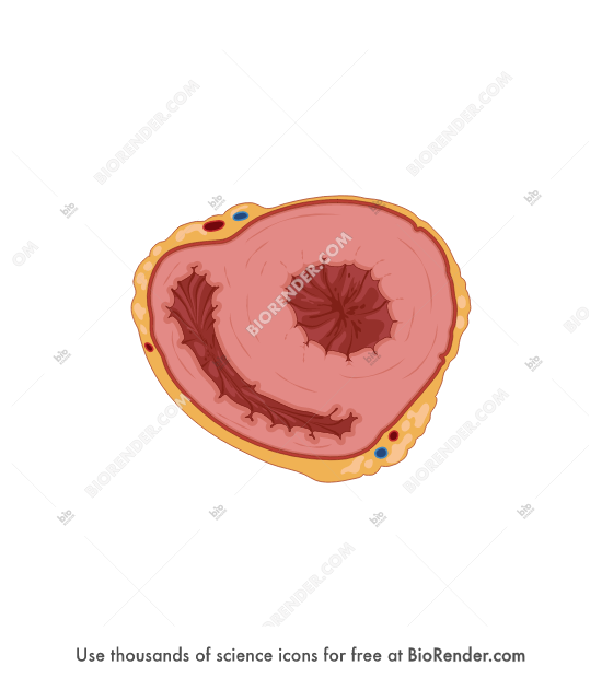 Free Heart (cross-section, transverse 2) Icons, Symbols & Images ...