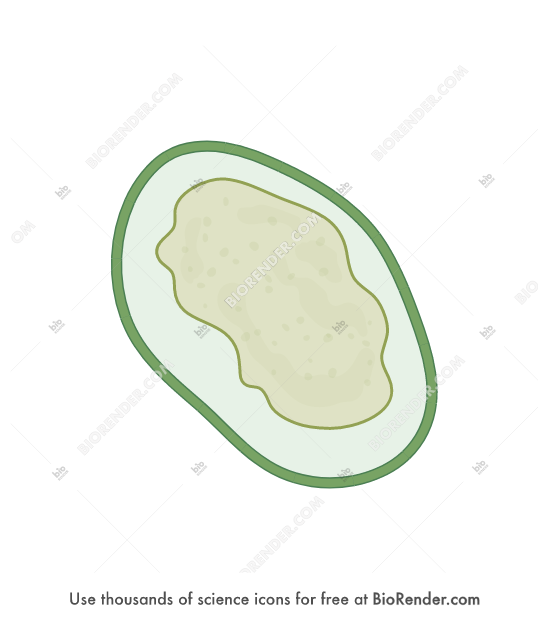 Free Plant cell (programmed cell death) Icons, Symbols & Images | BioRender
