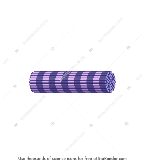 Free Collagen (fiber) Icons, Symbols & Images | BioRender