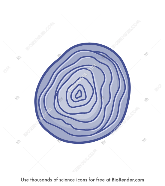 Free Lamellar body Icons, Symbols & Images | BioRender