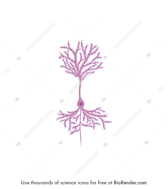 Free Pyramidal neuron (hippocampal, dendritic spines, high) Icons ...