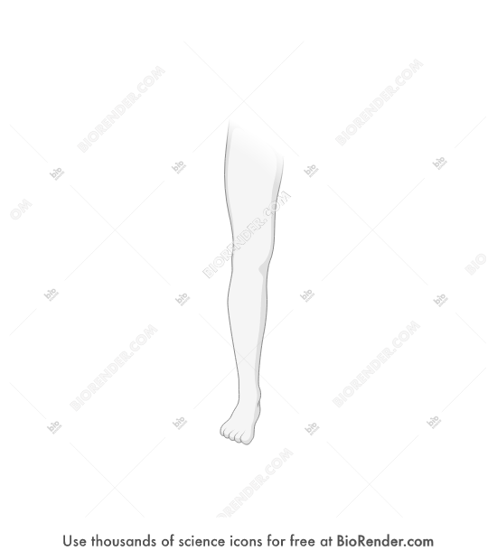 Free Leg (anterior) Icons, Symbols & Images | BioRender