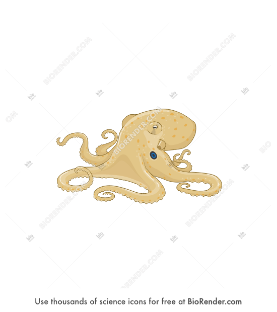 Free California two-spot octopus (octopus bimaculoides) Icons, Symbols ...