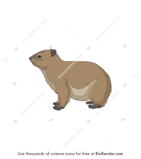 Free Rock hyrax (Procavia capensis) Icons, Symbols & Images | BioRender