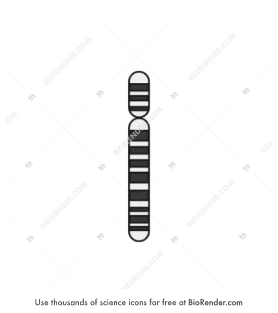Free Human karyotype (chromosome 4) Icons, Symbols & Images | BioRender