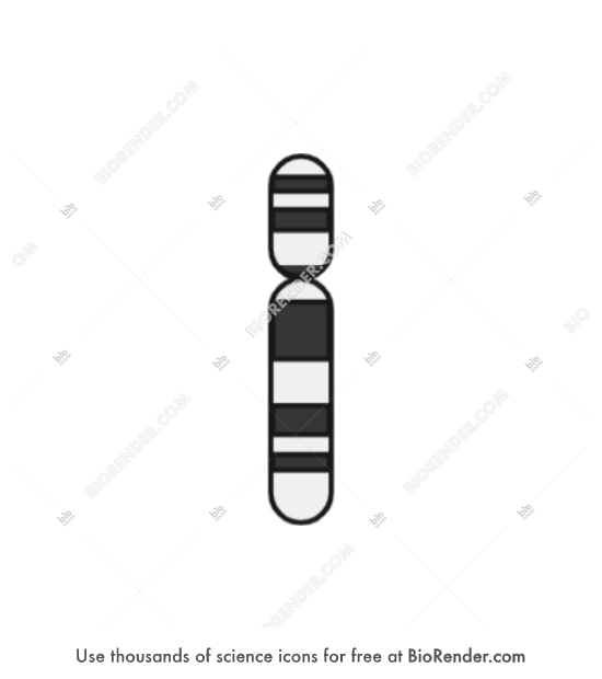Free Human karyotype (chromosome 10) Icons, Symbols & Images | BioRender
