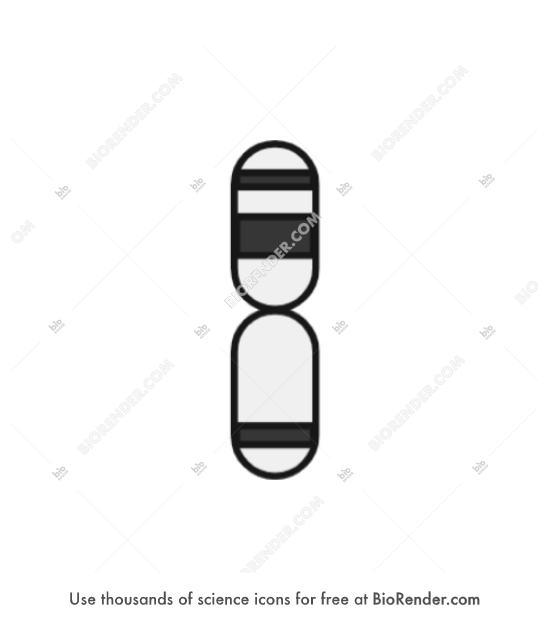Free Human karyotype (chromosome 16) Icons, Symbols & Images | BioRender