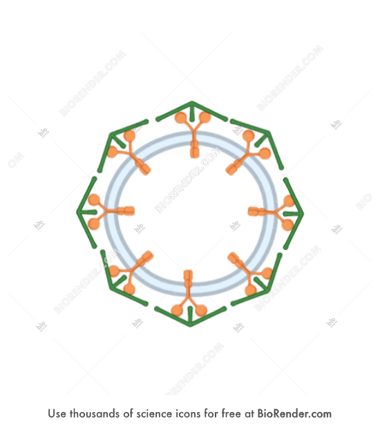 Free Vesicle (clathrin-coated) Icons, Symbols & Images | BioRender