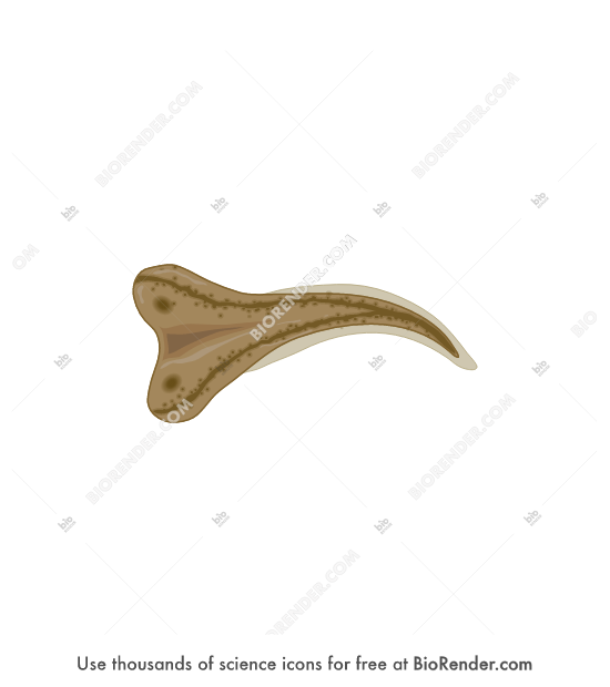 Free African clawed frog (embryo, body axis duplication) Icons, Symbols ...