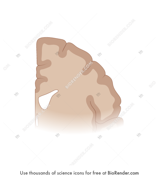 Free Brain (coronal cut, simplified, left top hemisphere) Icons ...