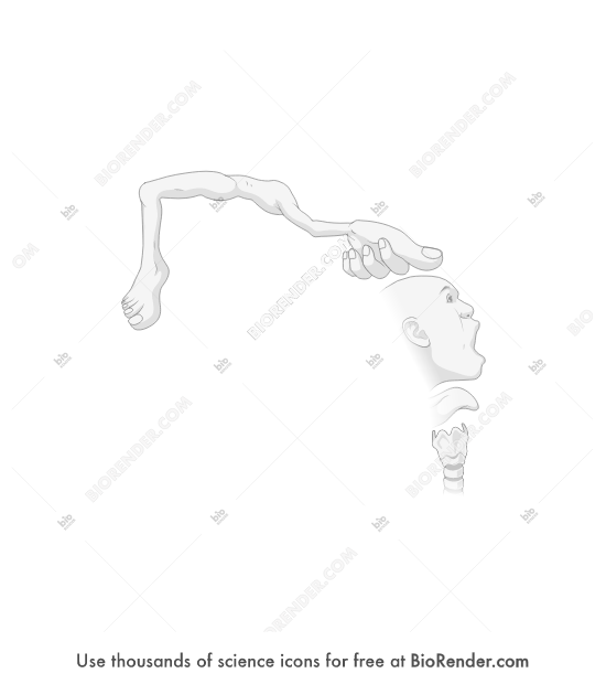 Free Homunculus (primary motor cortex) Icons, Symbols & Images | BioRender