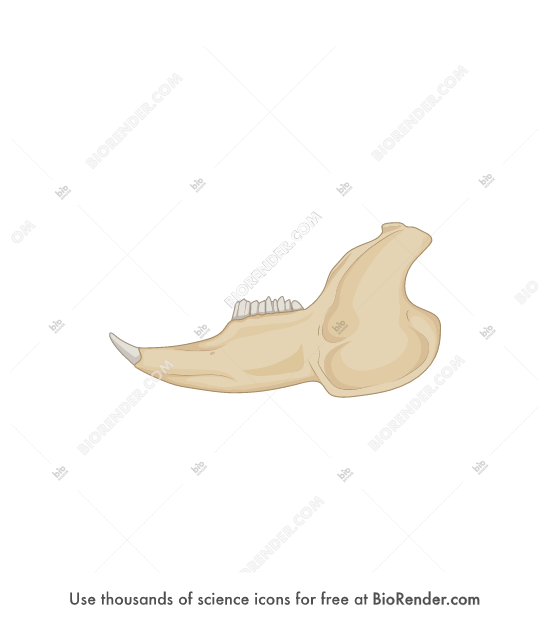 Free Rabbit mandible (lateral) Icons, Symbols & Images | BioRender