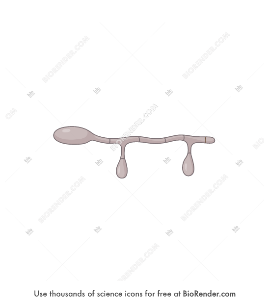 Free Powdery mildew (germinating spore) Icons, Symbols & Images | BioRender