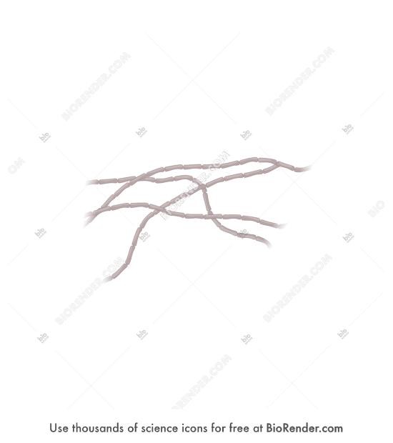 Free Powdery mildew (hyphae) Icons, Symbols & Images | BioRender