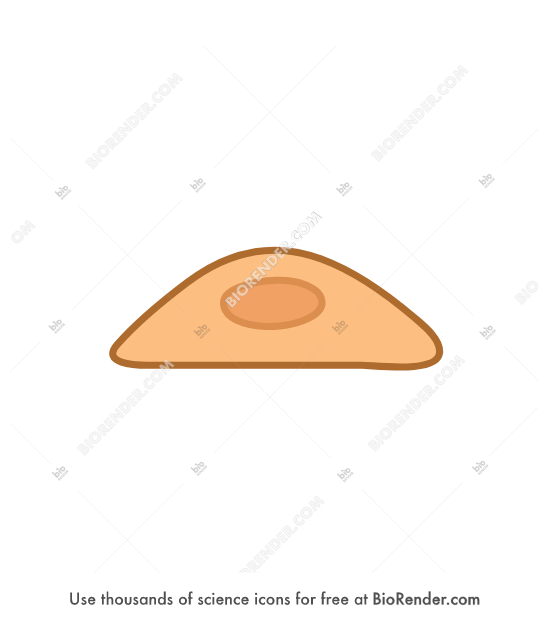 Free Olfactory ensheathing cell Icons, Symbols & Images | BioRender