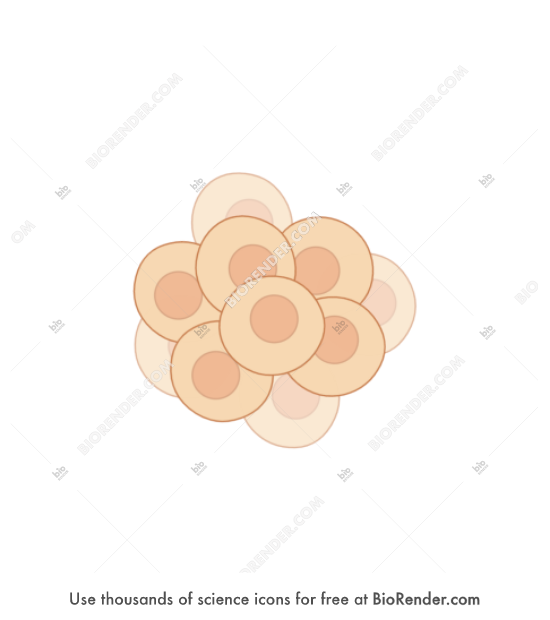 Free Spheroidal cell (cluster) Icons, Symbols & Images | BioRender