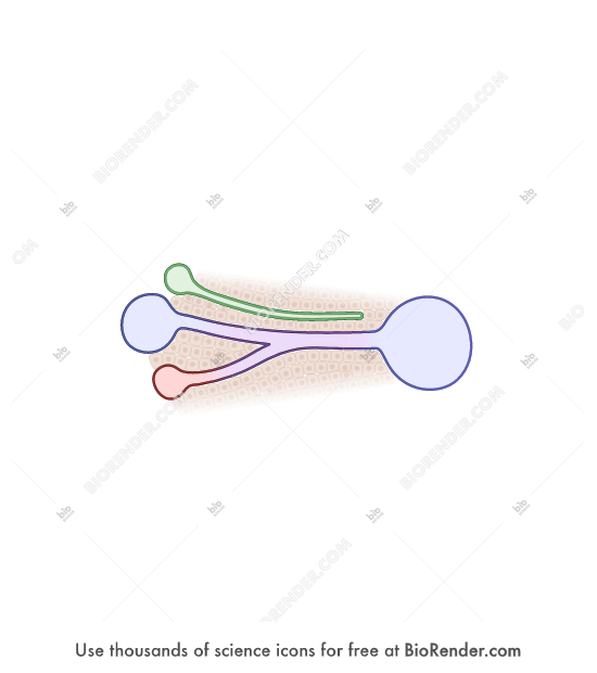Free Hepatic sinusoid Icons, Symbols & Images | BioRender
