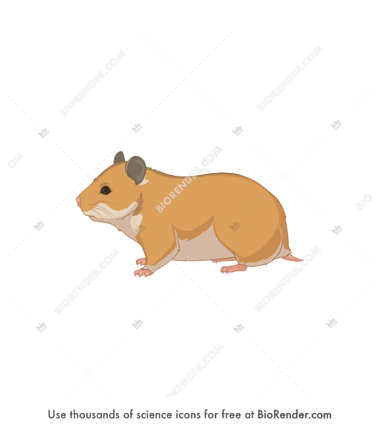 Free Hamster (lateral) Icons, Symbols & Images | BioRender