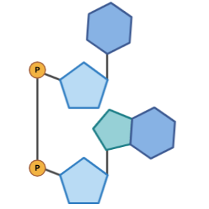 NAD (2D) | Editable Science Icons from BioRender