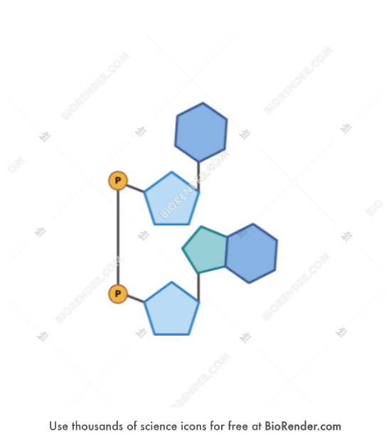 Free NAD (2D) Icons, Symbols & Images | BioRender