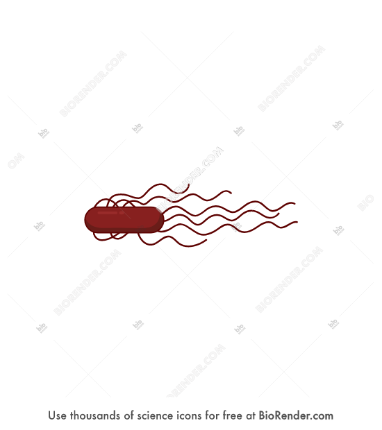 Free Salmonella Icons, Symbols & Images | BioRender