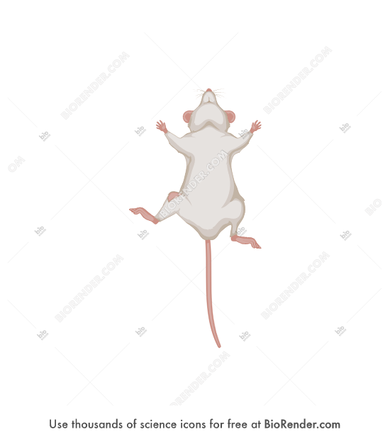 Free Mouse (supine, knee surgery) Icons, Symbols & Images | BioRender