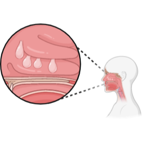 Free Airway (normal 2) Icons, Symbols & Images | BioRender