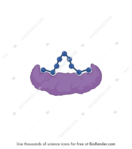 Free MHC class I (binding groove, with peptide) Icons, Symbols & Images | BioRender