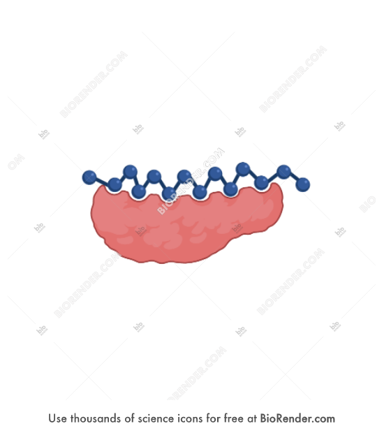 Free MHC class II (binding groove, with peptide) Icons, Symbols ...