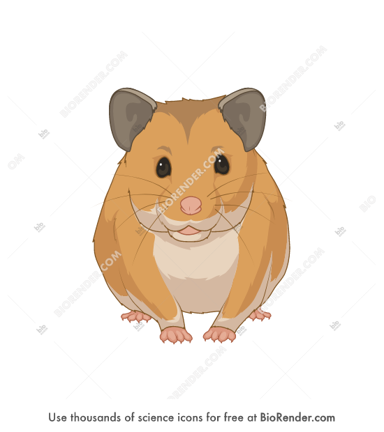 Free Hamster (anterior) Icons, Symbols & Images | BioRender