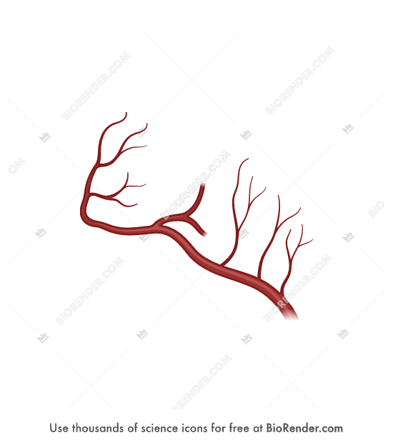 Free Brain (coronal cut, at thalamus, caudal, vessels) Icons, Symbols ...