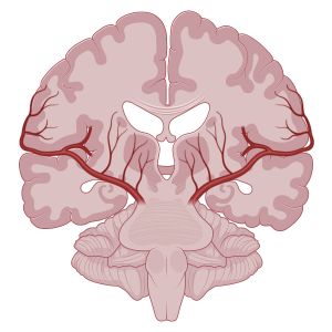 Brain Coronal View