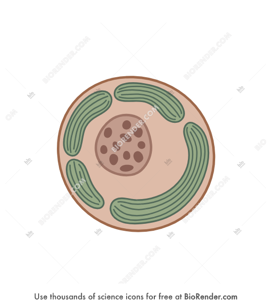 Free Symbiotic dinoflagellate (Breviolum minutum) Icons, Symbols ...