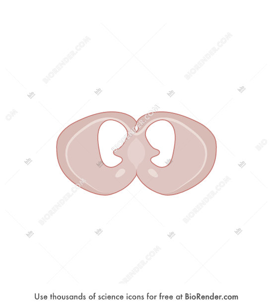 Free Mouse brain (coronal, lateral ventricles, atrophy) Icons, Symbols ...